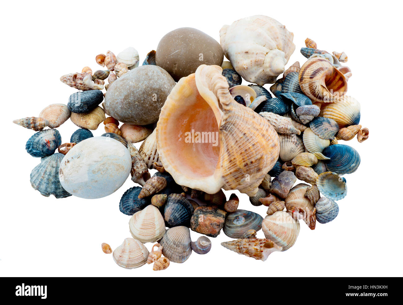 sea shells on a white background Stock Photo - Alamy
