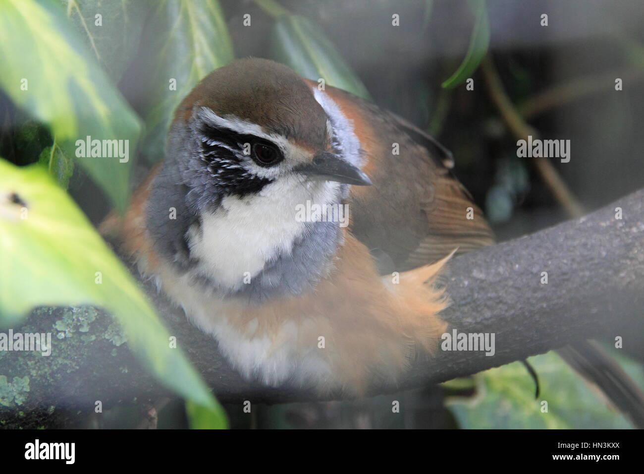 Greater Necklaced Laughingthrush (Garrulax pectoralis), Birdworld, Holt ...