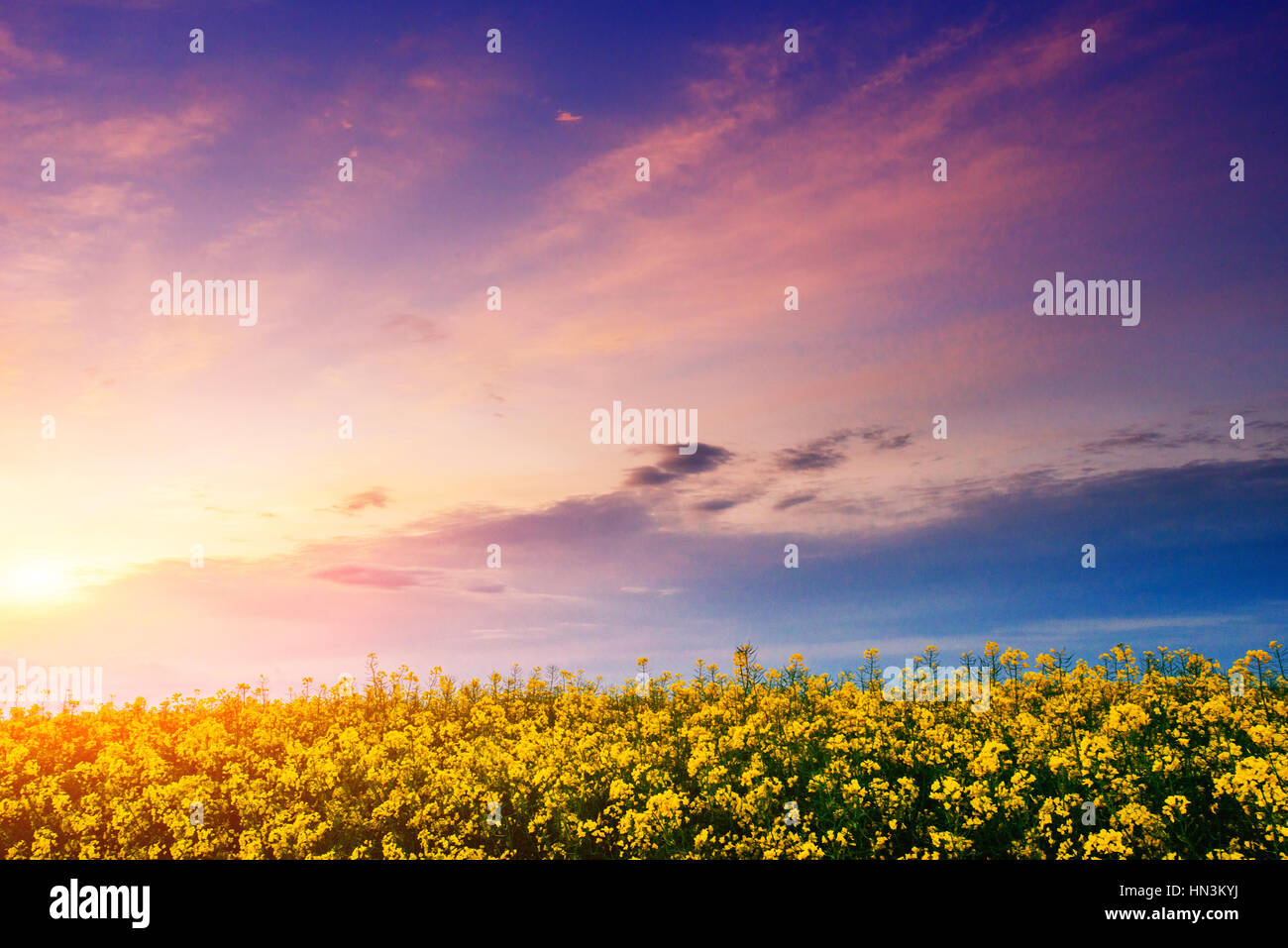 Sunset over a field Stock Photo - Alamy