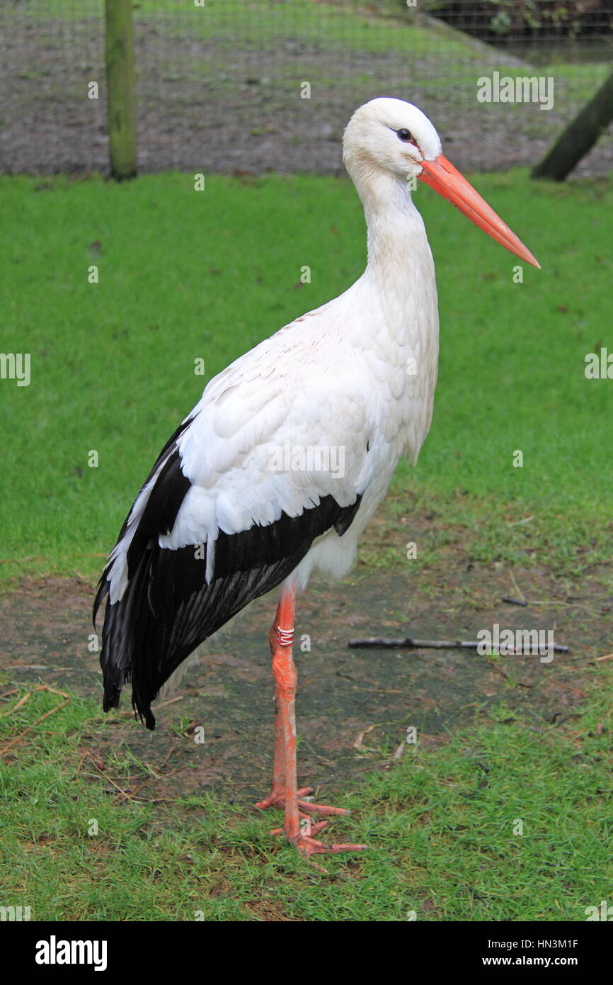 White stork england hi-res stock photography and images - Alamy