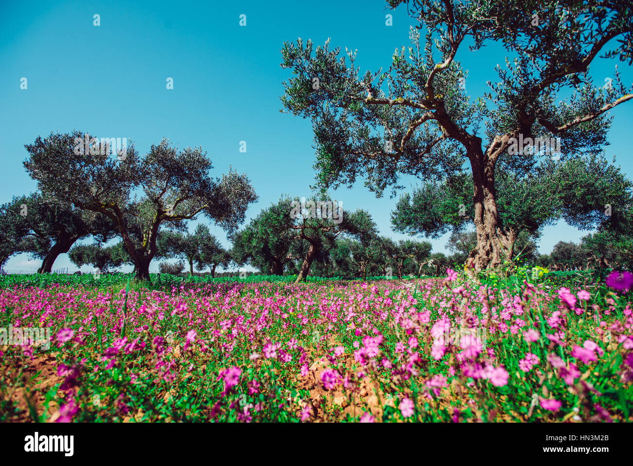 Spring pink flowers Stock Photo - Alamy