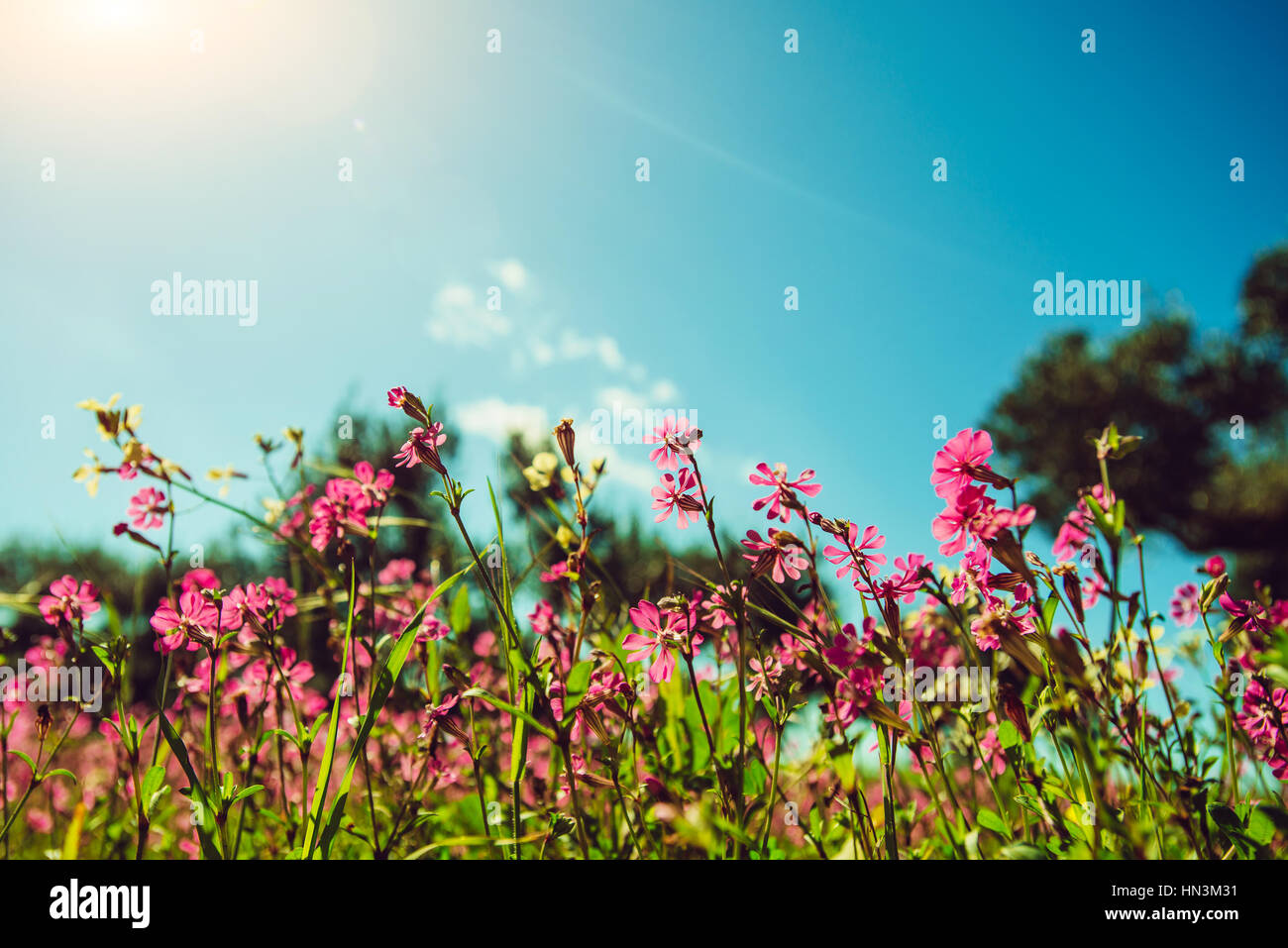 Fields of pink flowers in the sun Stock Photo - Alamy
