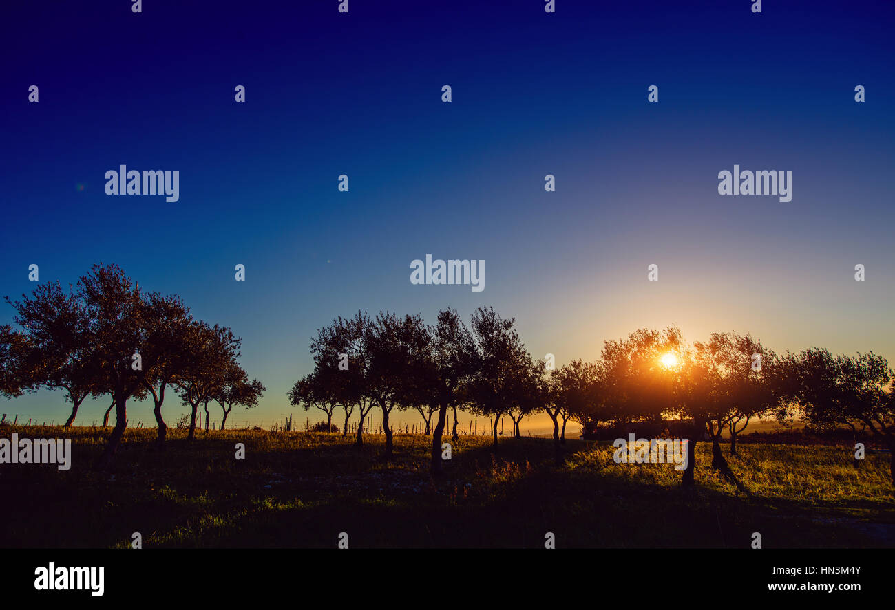 Tree shadow with sunset Stock Photo - Alamy