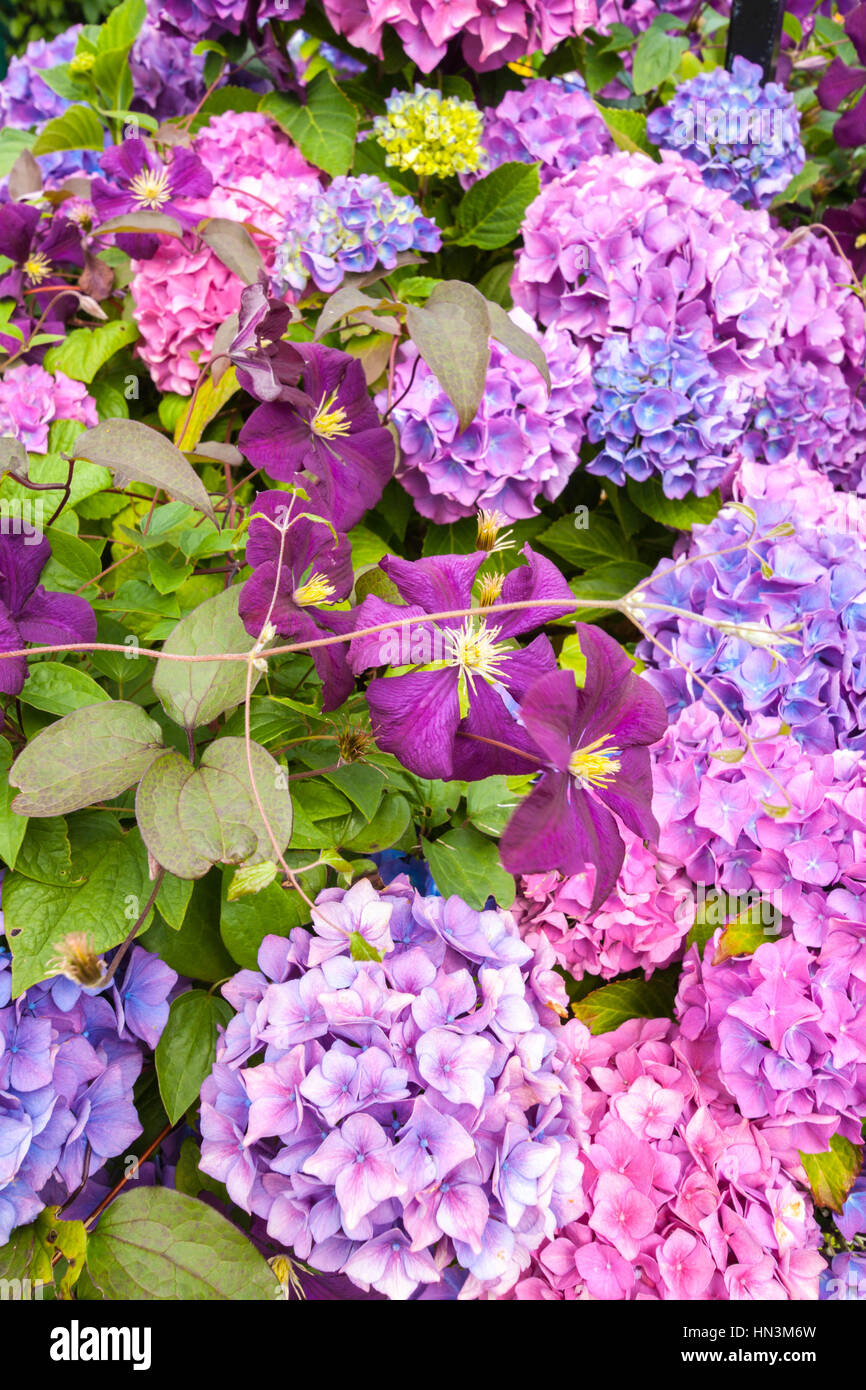 Beautiful hydrangeas and violet clematis in the garden Stock Photo - Alamy