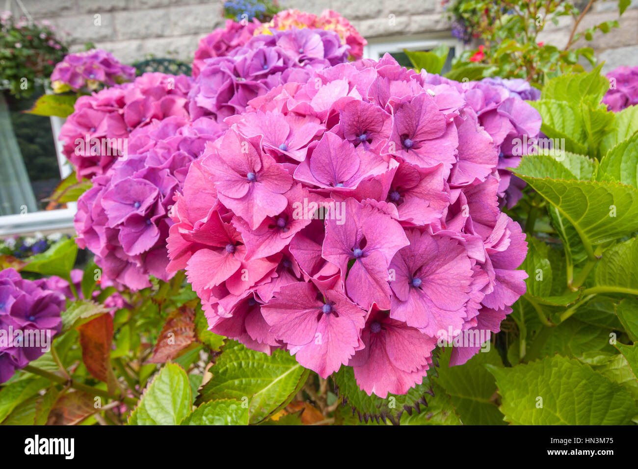Beautiful hydrangeas in the garden Stock Photo - Alamy
