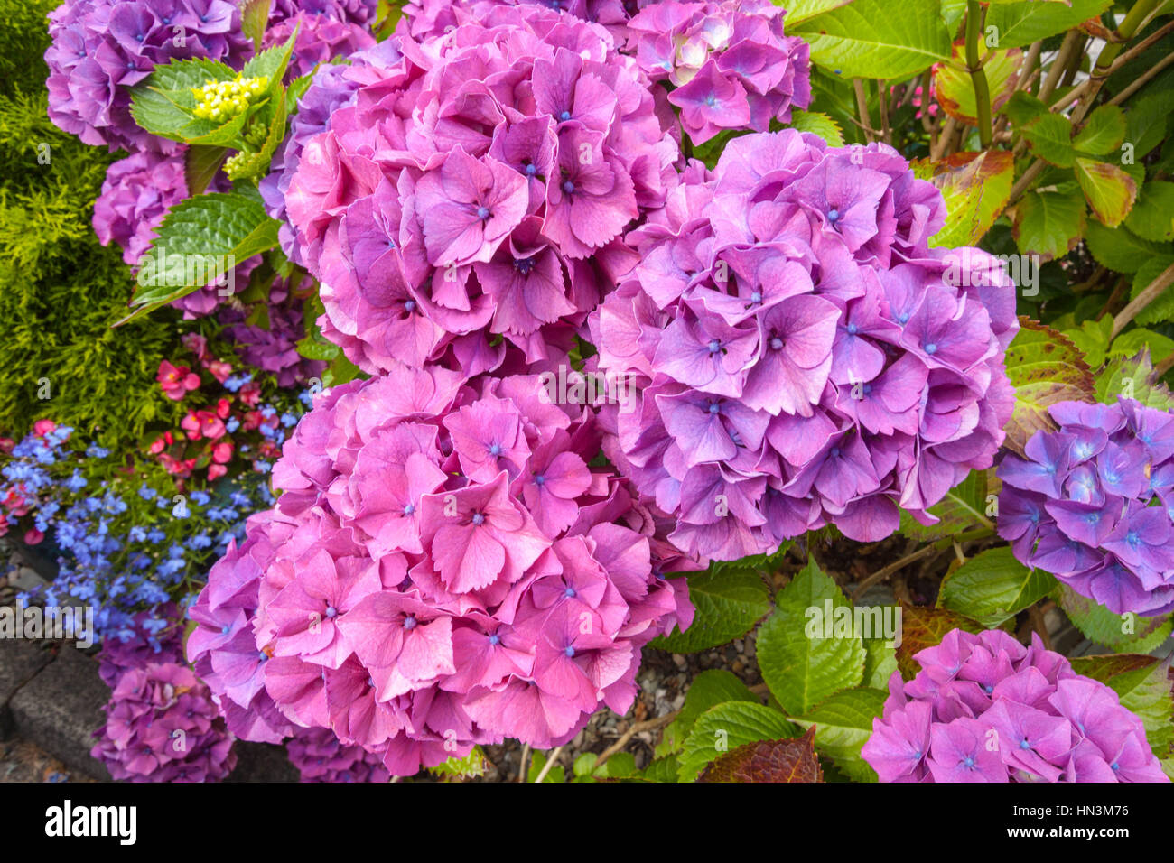 Beautiful hydrangeas in the garden Stock Photo - Alamy