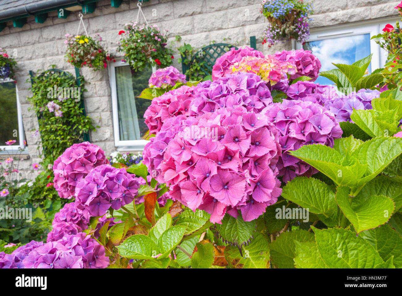 Beautiful hydrangeas in the garden Stock Photo - Alamy