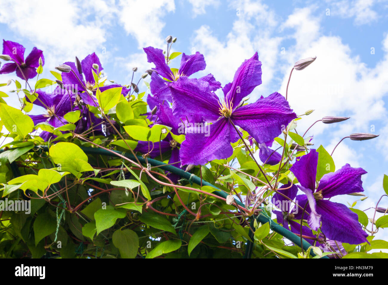 Beutiful violet clematis climbing over the arch outside a house, close ...