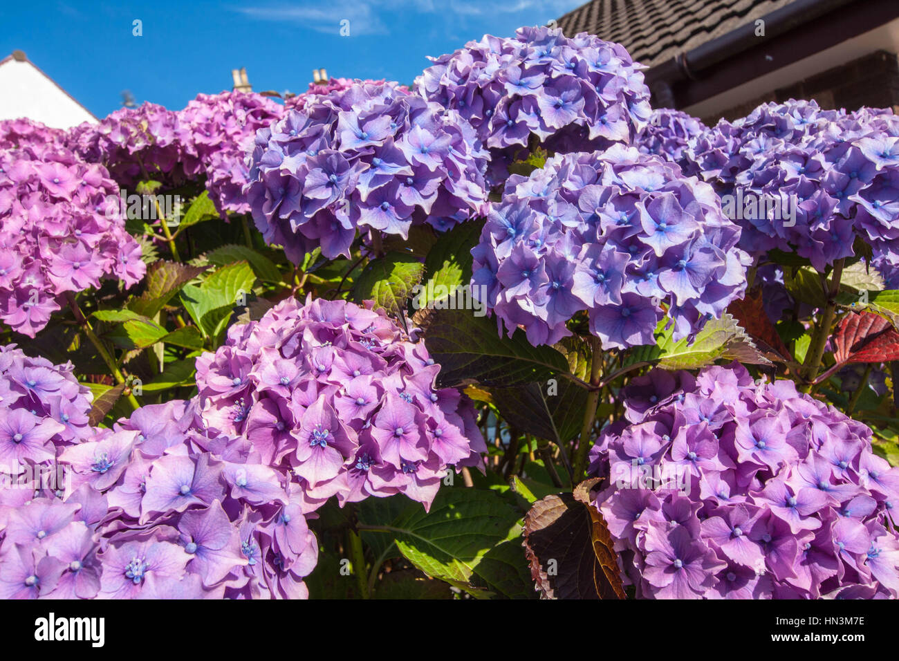 Beautiful hydrangeas in the garden Stock Photo - Alamy