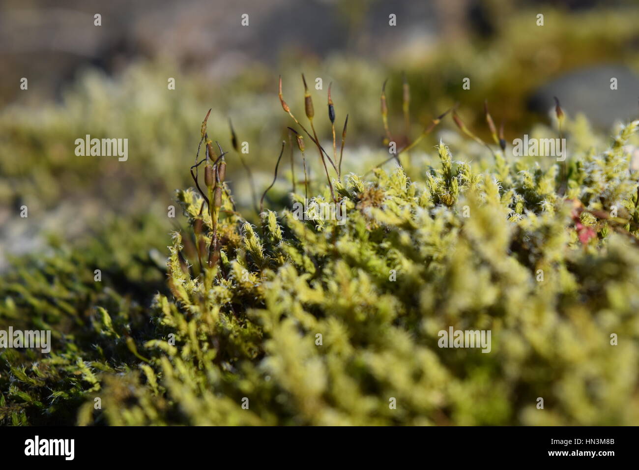 Moss and sprouts Stock Photo - Alamy