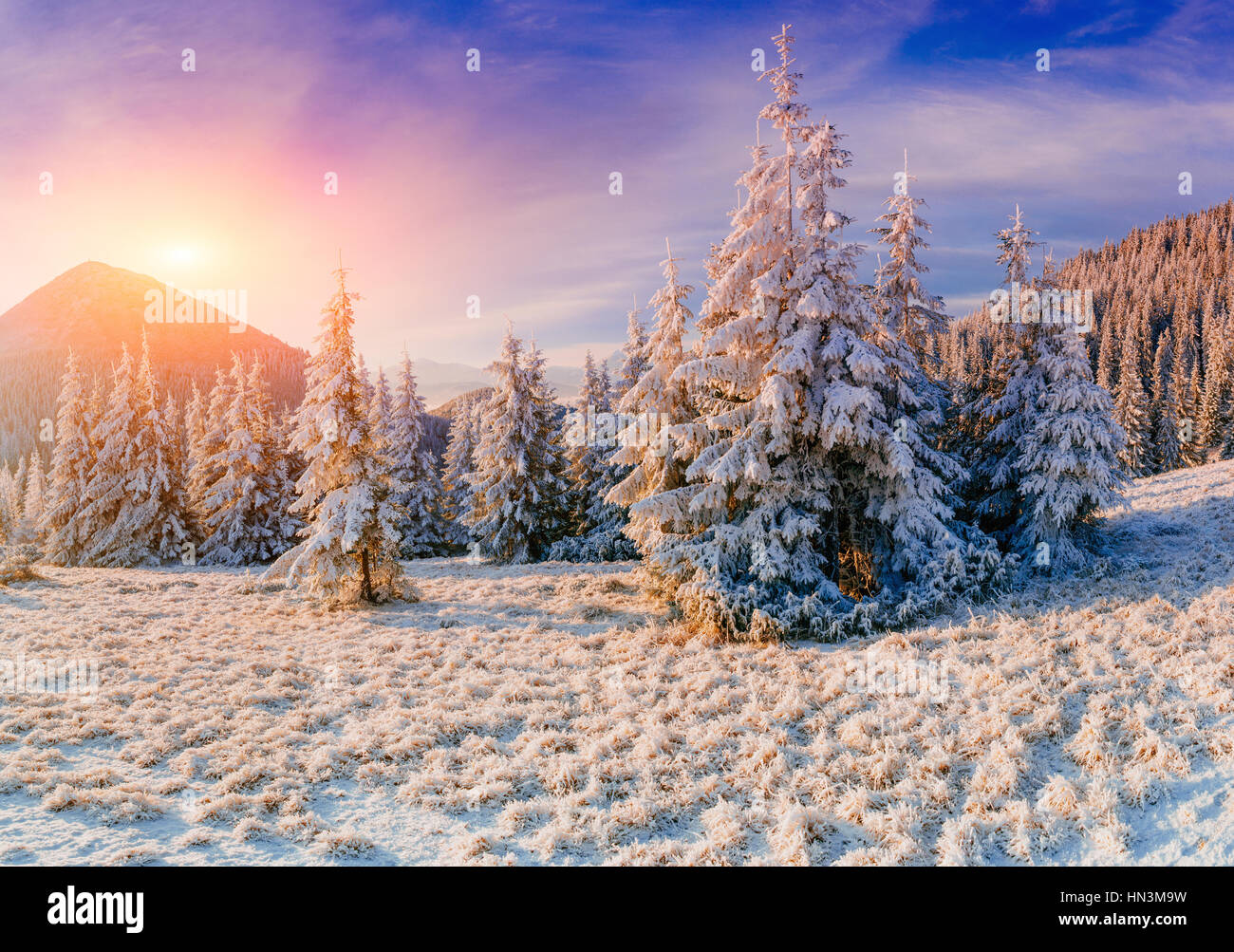 magical winter snow covered tree Stock Photo - Alamy