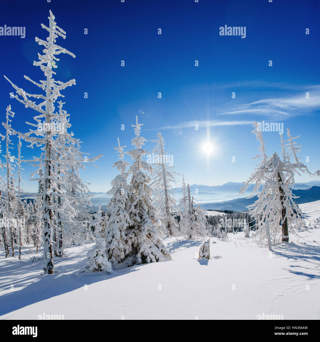 magical winter snow covered tree Stock Photo - Alamy