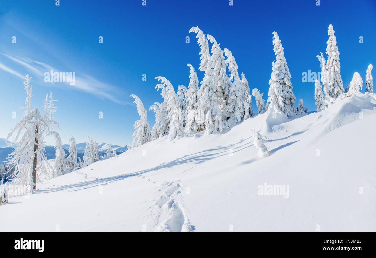 magical winter snow covered tree Stock Photo - Alamy