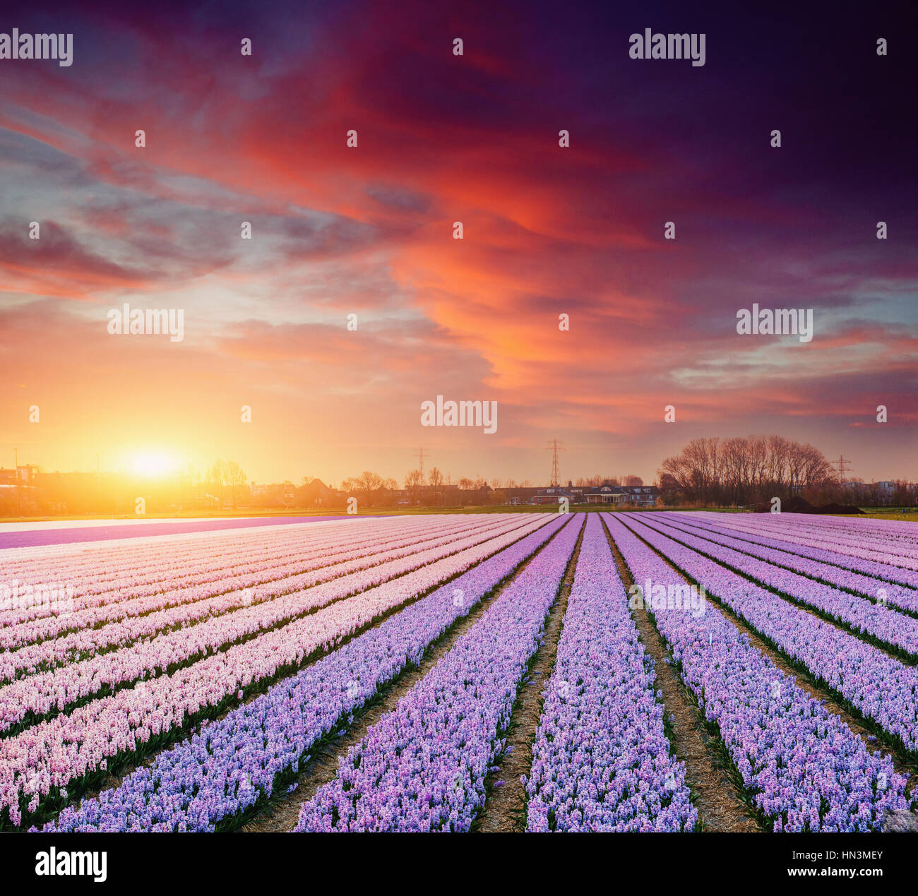 Hyacinth field at sunset. Netherlands Stock Photo - Alamy