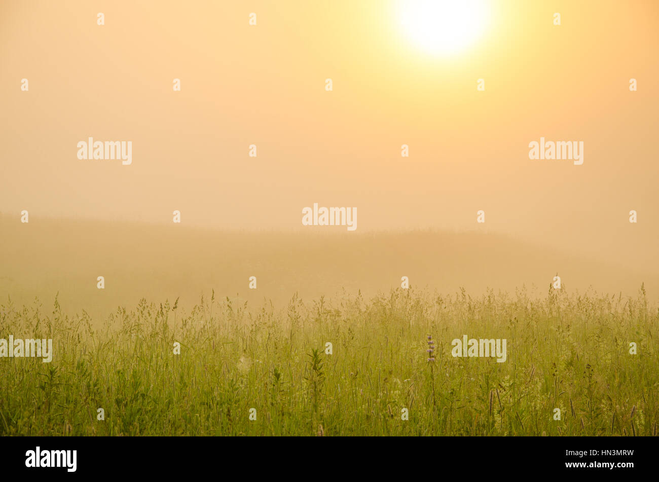 thick morning fog in the summer forest. thick morning fog in the forest ...