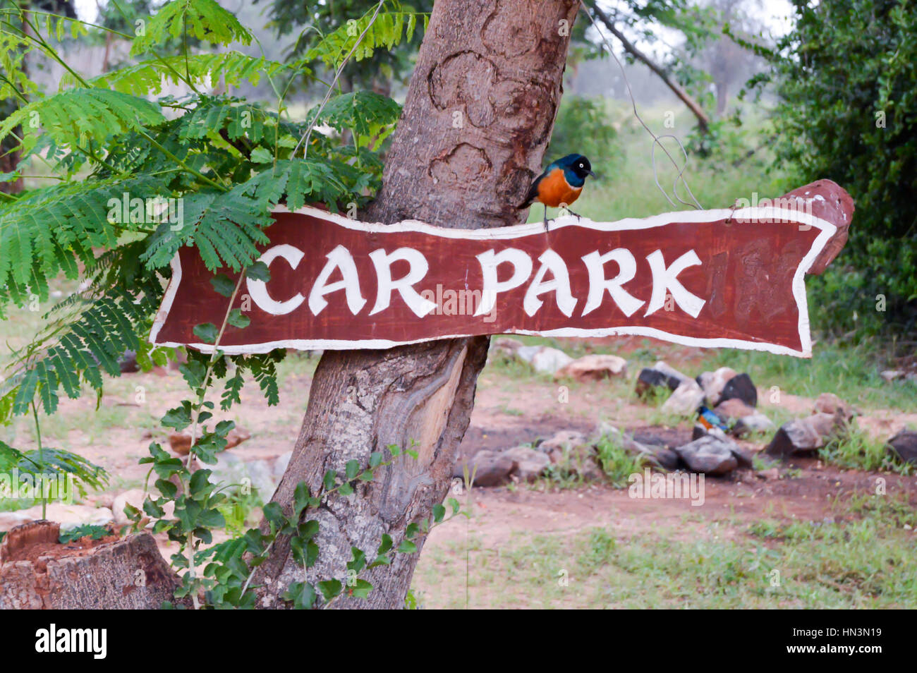 Wooden car parking sign with a birds on top Stock Photo - Alamy