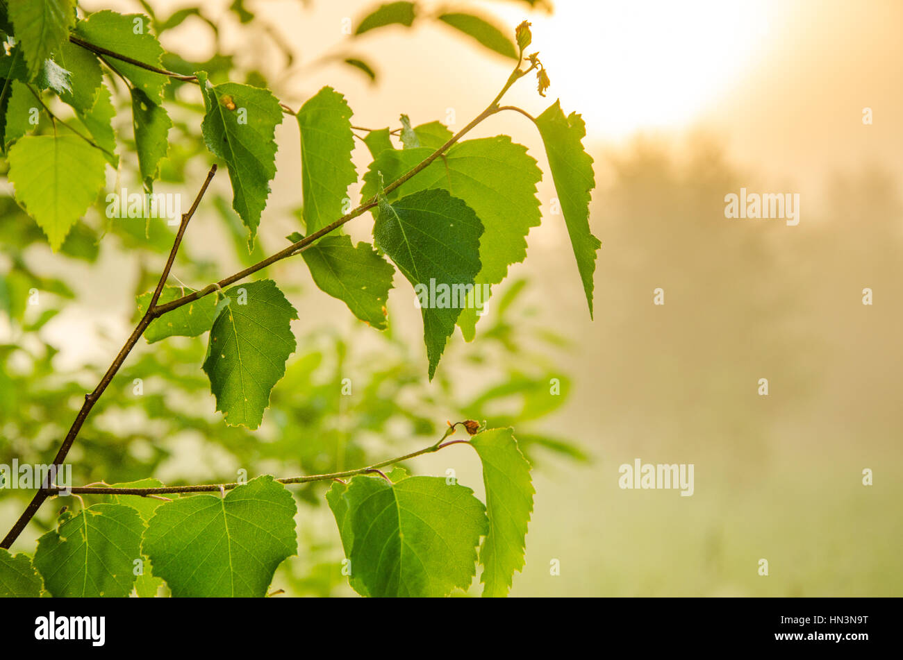 thick morning fog in the summer forest. thick morning fog in the forest ...