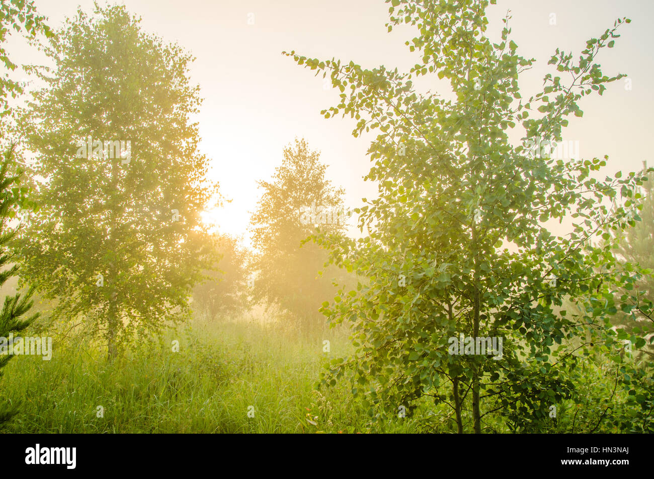 thick morning fog in the summer forest. thick morning fog in the forest ...
