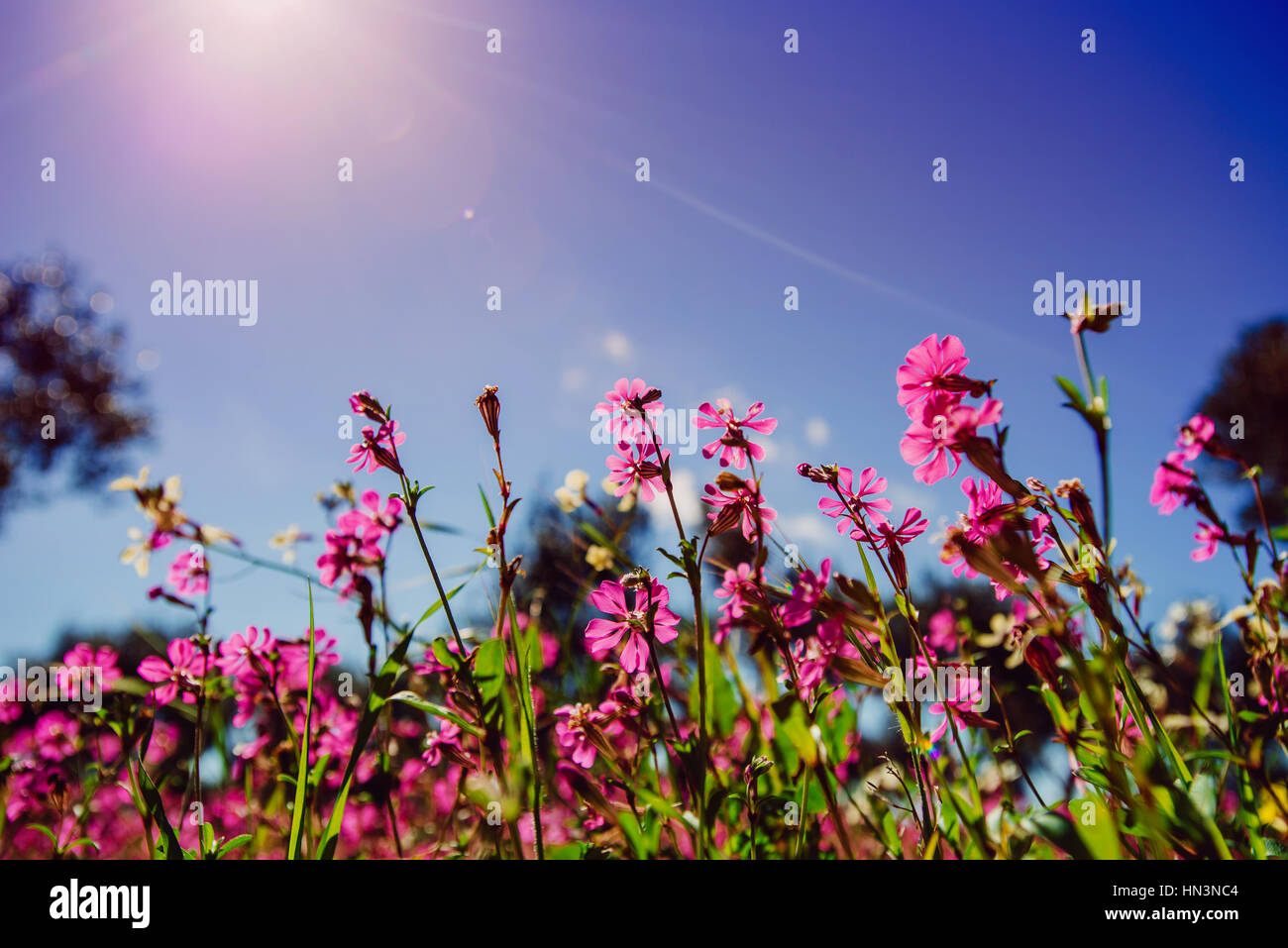 Spring pink flowers Stock Photo - Alamy