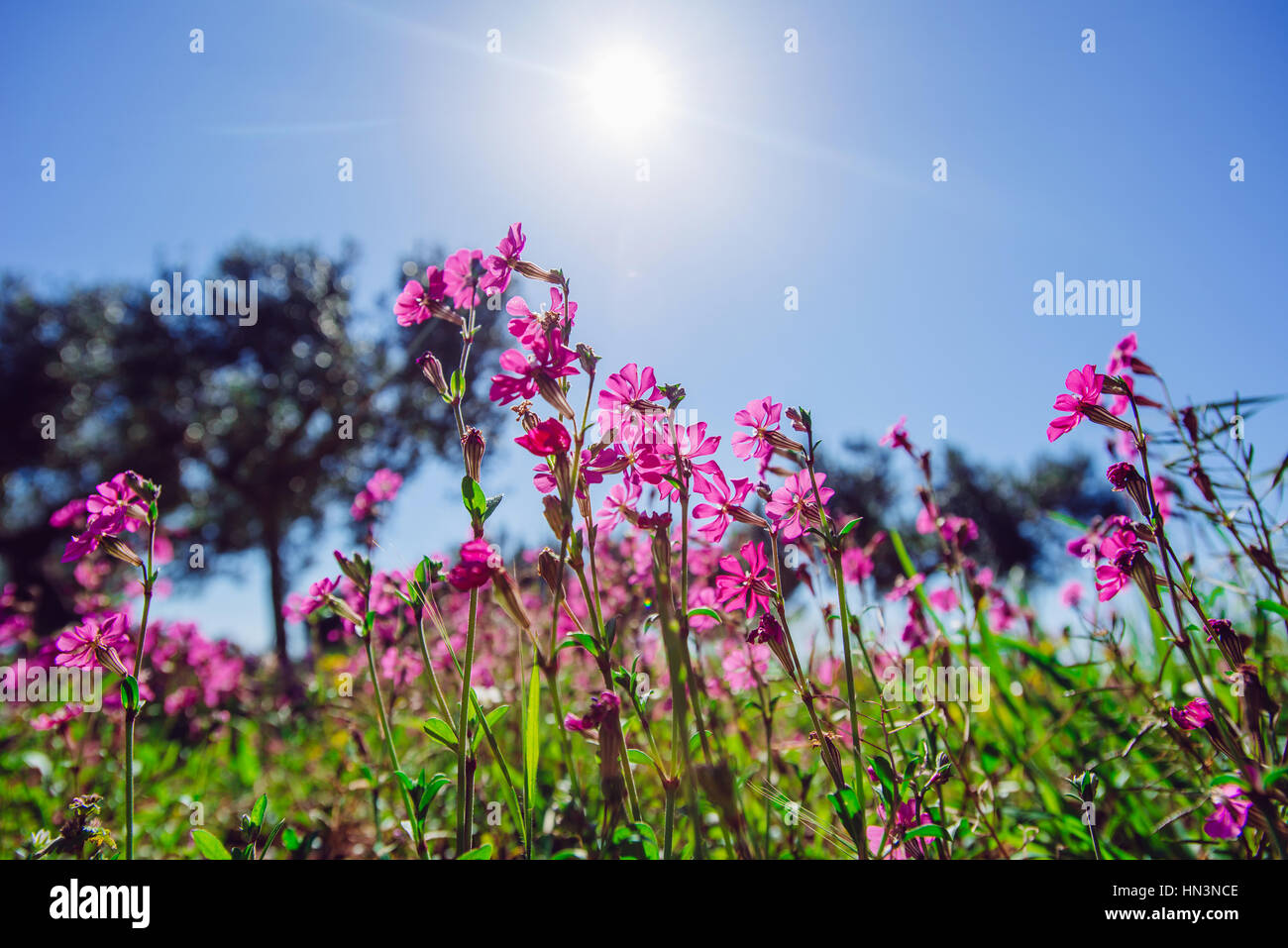 Spring pink flowers Stock Photo - Alamy
