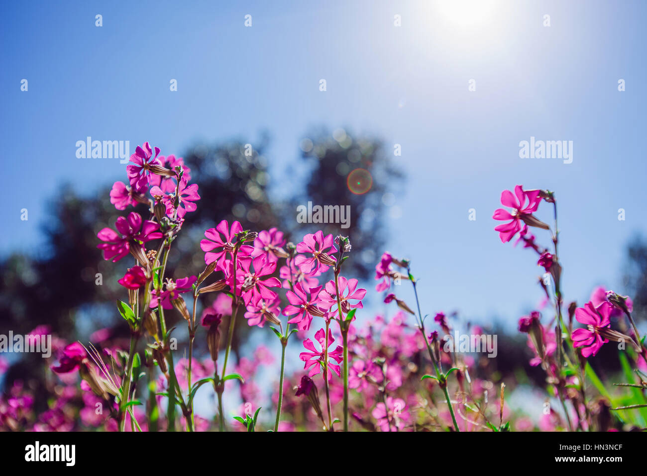Spring pink flowers Stock Photo - Alamy