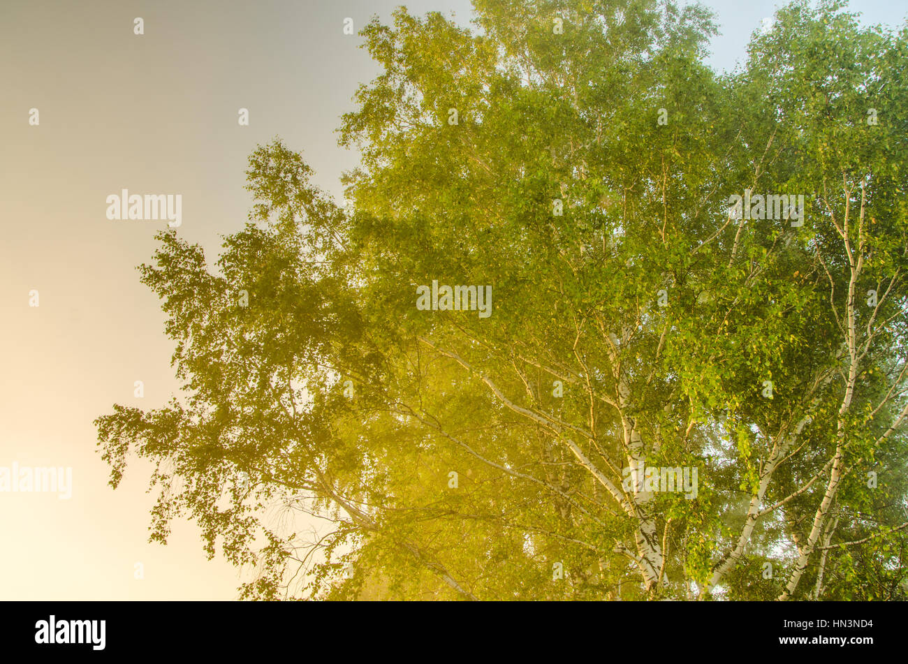 thick morning fog in the summer forest. thick morning fog in the forest ...
