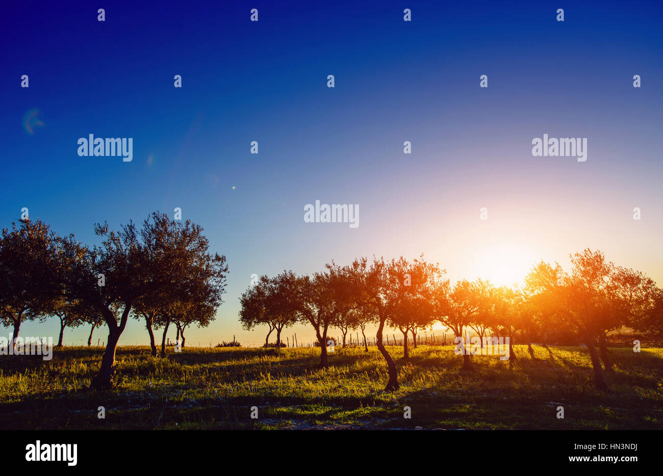 Tree shadow with sunset Stock Photo - Alamy