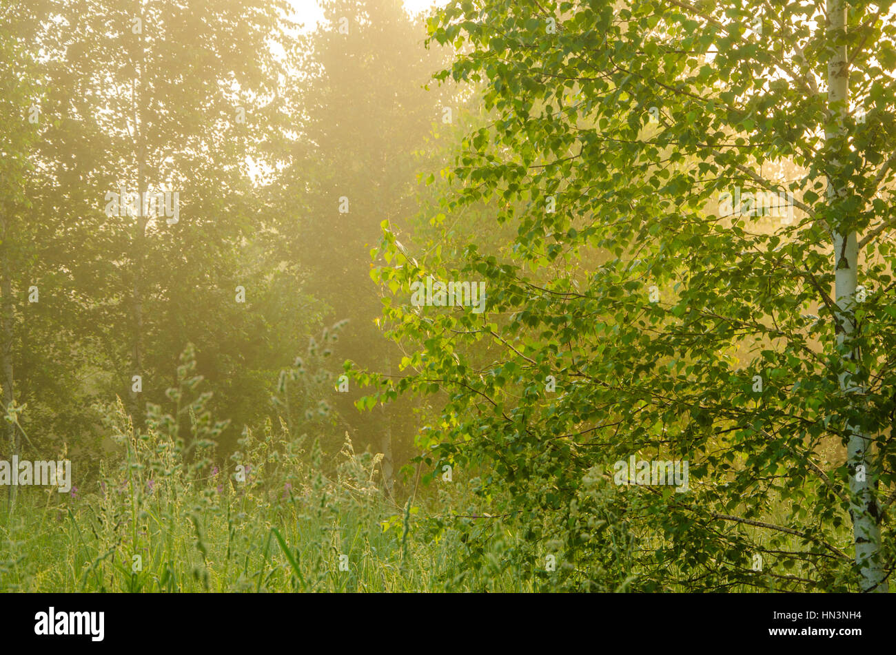 thick morning fog in the summer forest. thick morning fog in the forest ...