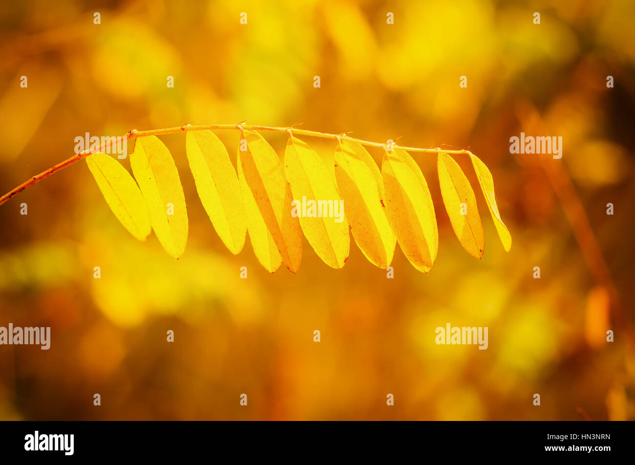 Autumn tree branch Stock Photo - Alamy