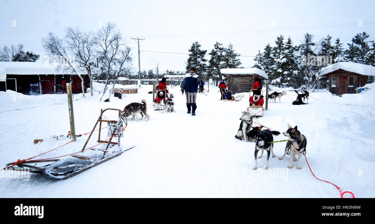 huskies getting ready to go on a sleigh ride Stock Photo - Alamy