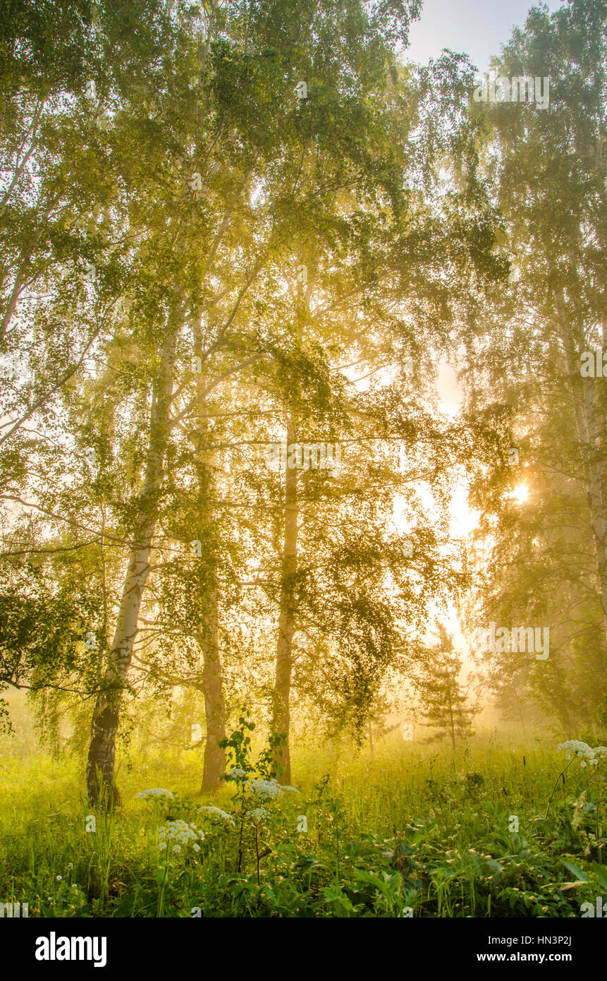 thick morning fog in the summer forest. thick morning fog in the forest ...