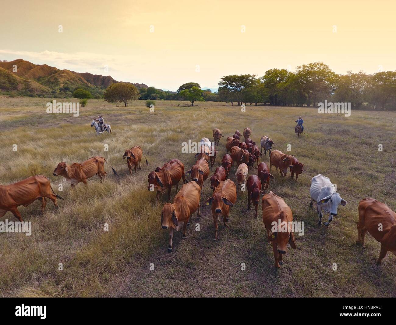 Cowboys herding cows Stock Photo - Alamy