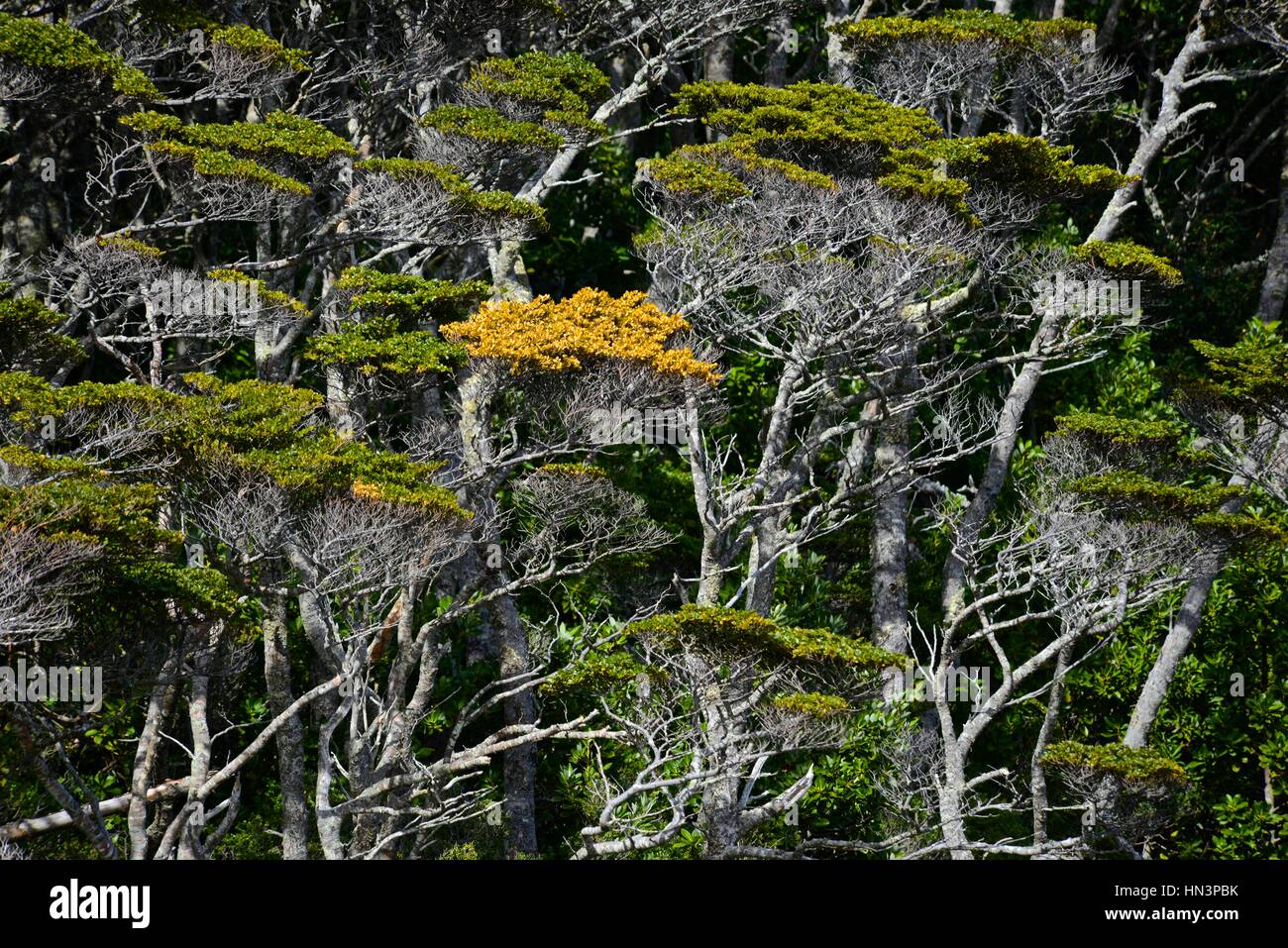 Multilayered evergreen, beech and winter's bark trees in Argentina ...