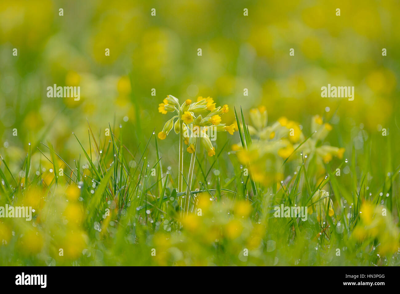Meadow cowslip hi-res stock photography and images - Alamy