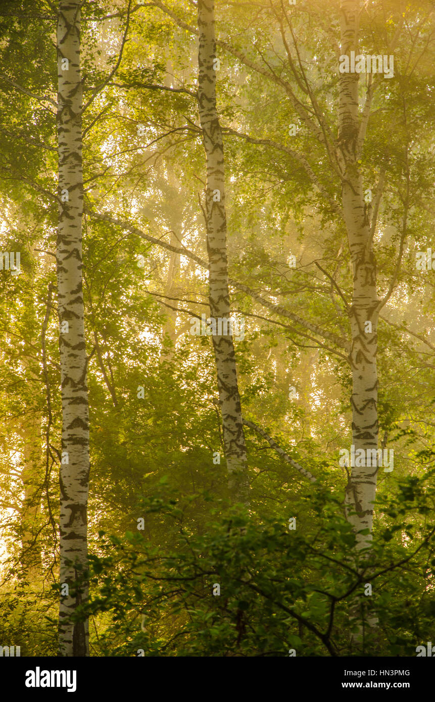 thick morning fog in the summer forest. thick morning fog in the forest ...