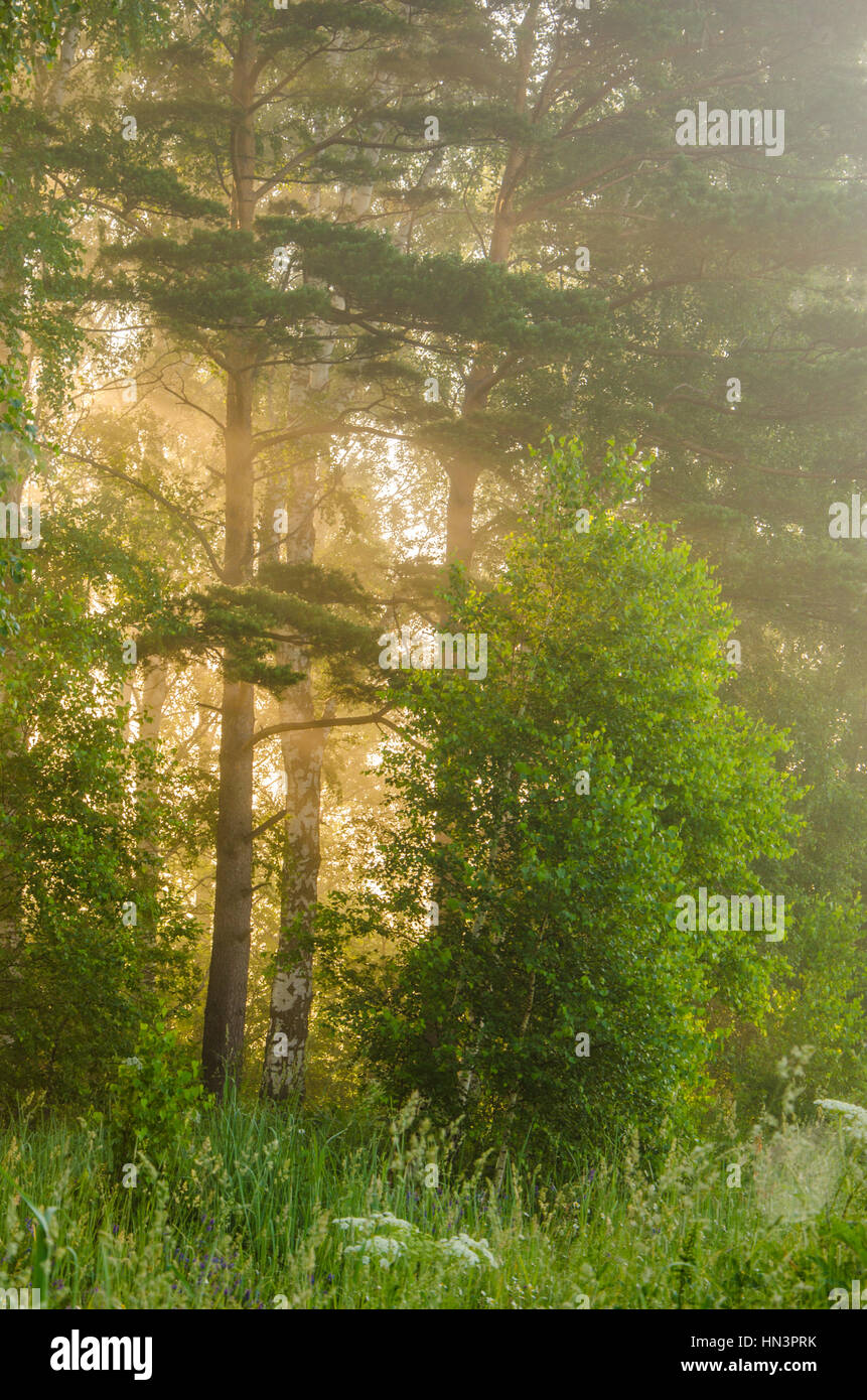 thick morning fog in the summer forest. thick morning fog in the forest ...