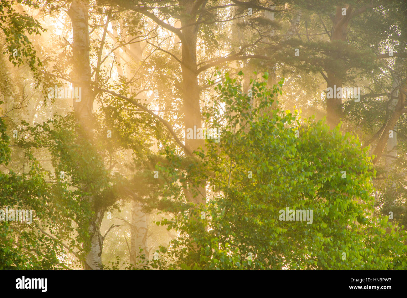 thick morning fog in the summer forest. thick morning fog in the forest ...