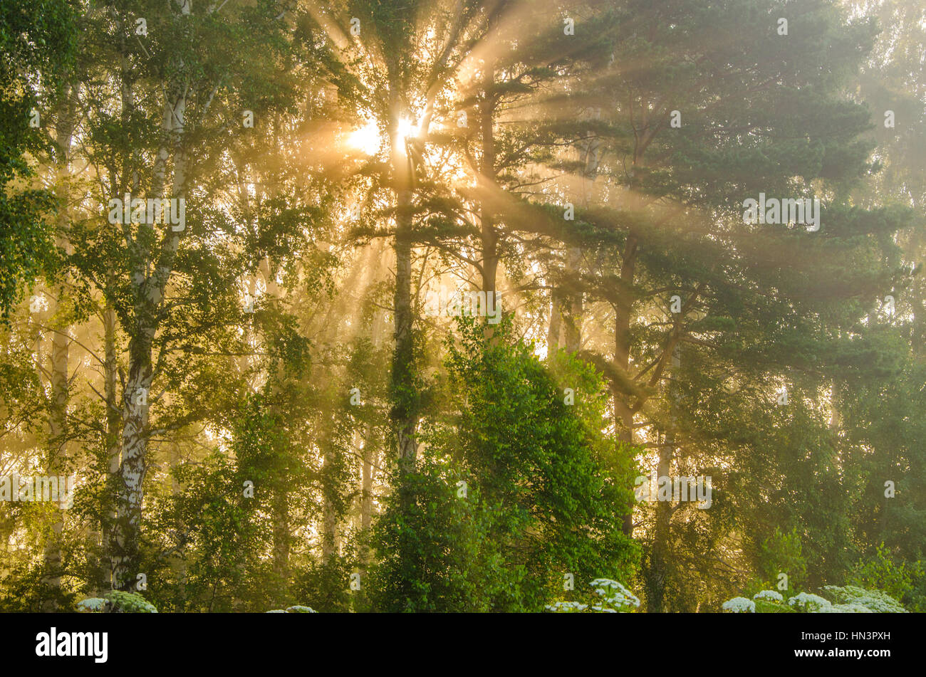 thick morning fog in the summer forest. thick morning fog in the forest ...