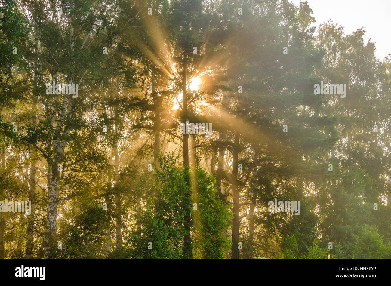 thick morning fog in the summer forest. thick morning fog in the forest ...
