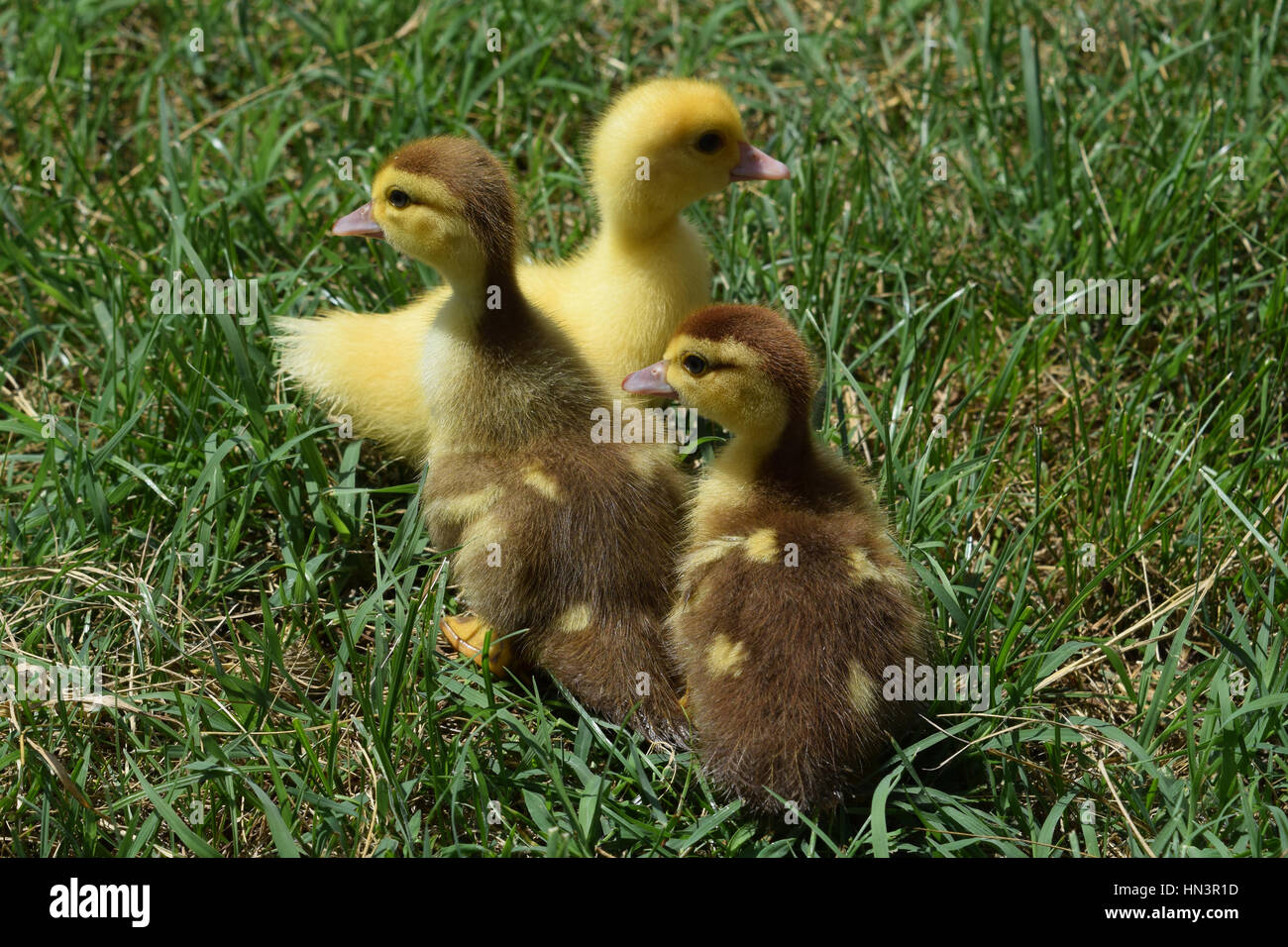 Ducklings of a musky duck. Three-day ducklings walk on a lawn Stock ...