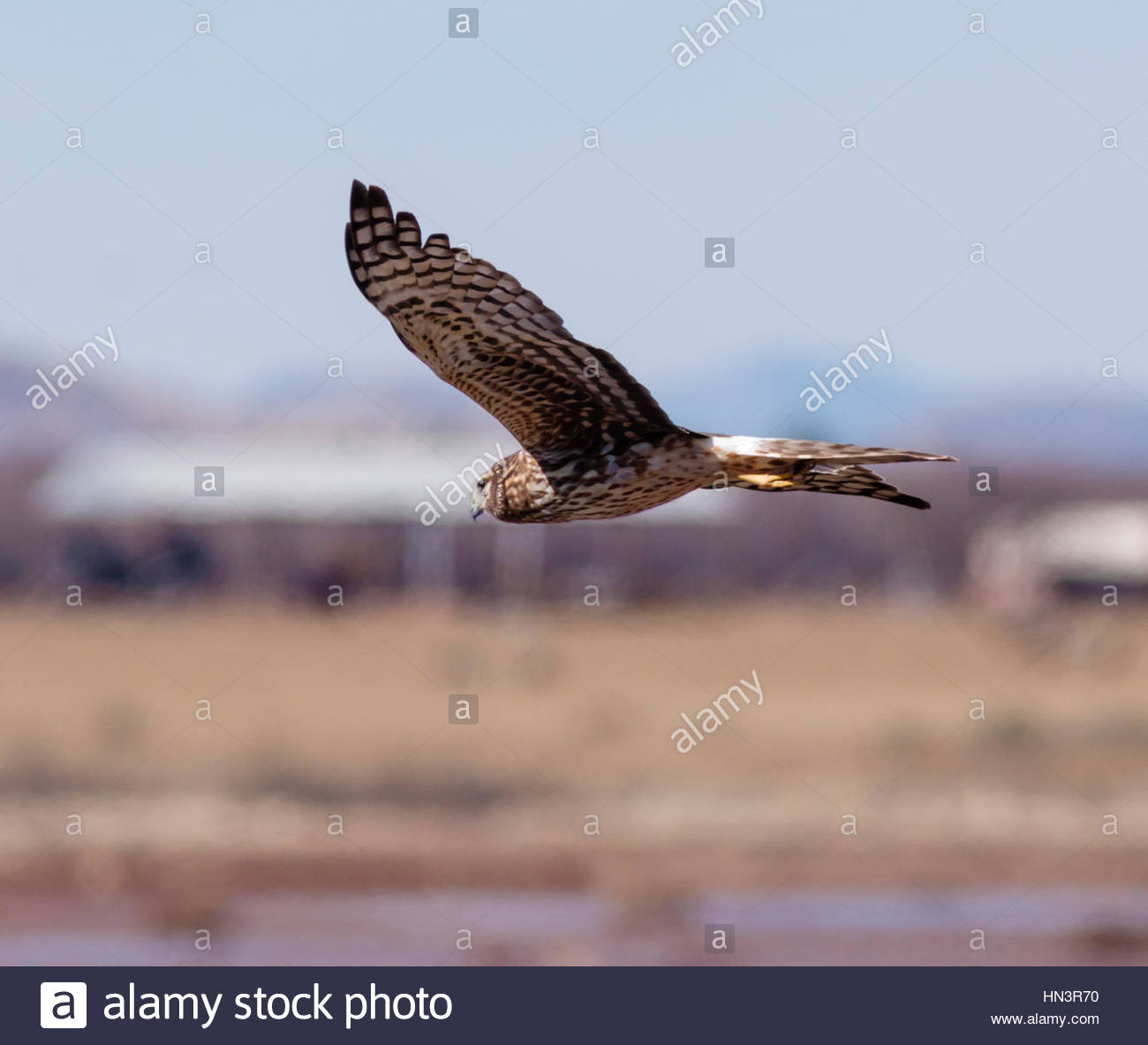 Female Marsh Hawk With Prey High Resolution Stock Photography and ...