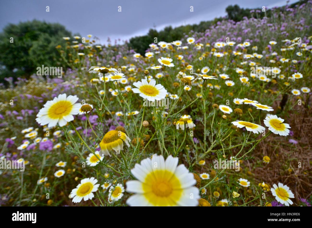 Wildflowers menorca hi-res stock photography and images - Alamy