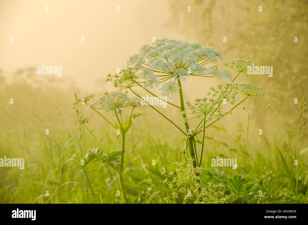 Early summer flo hi-res stock photography and images - Alamy