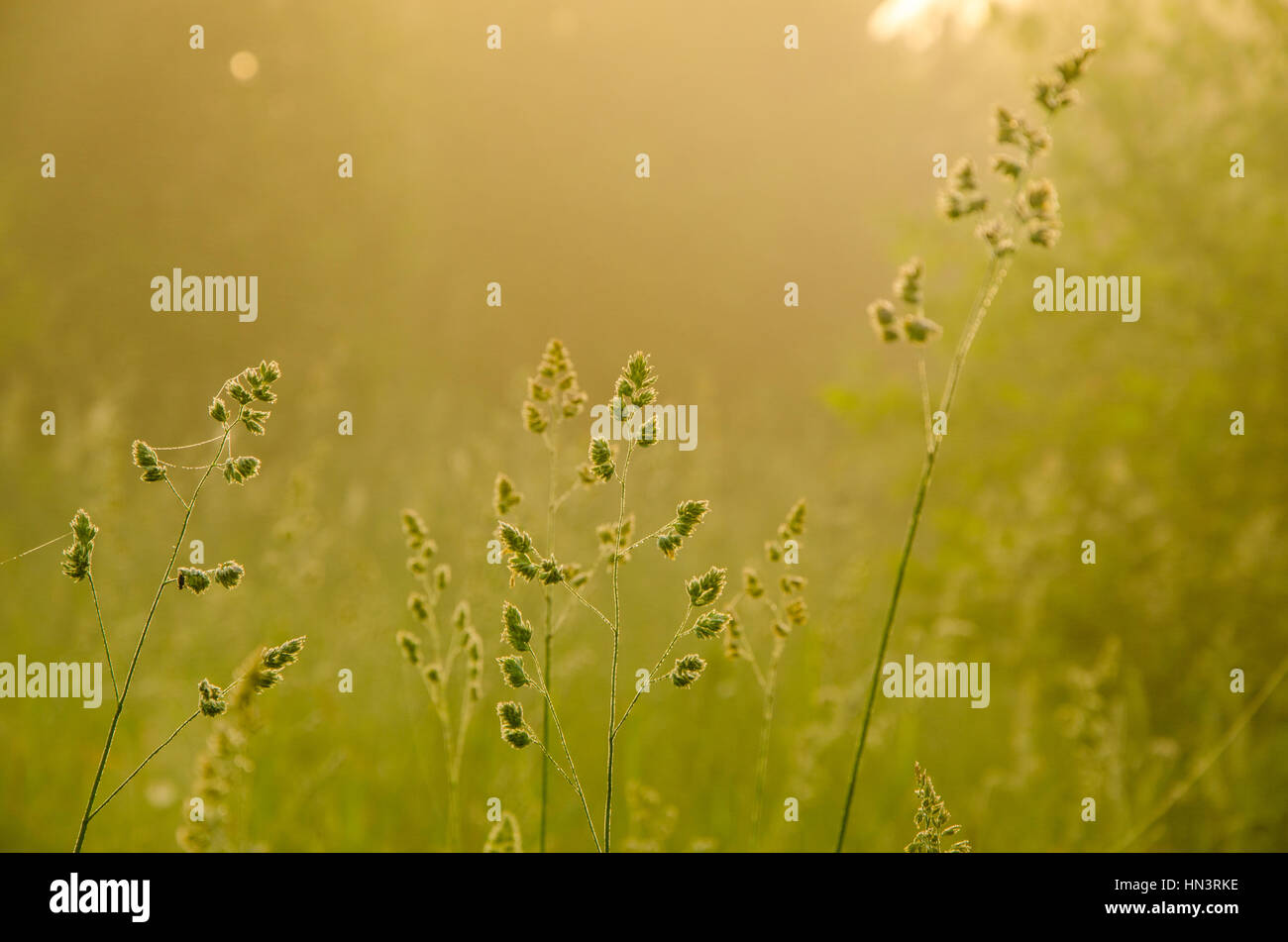 Flo early hi-res stock photography and images - Alamy