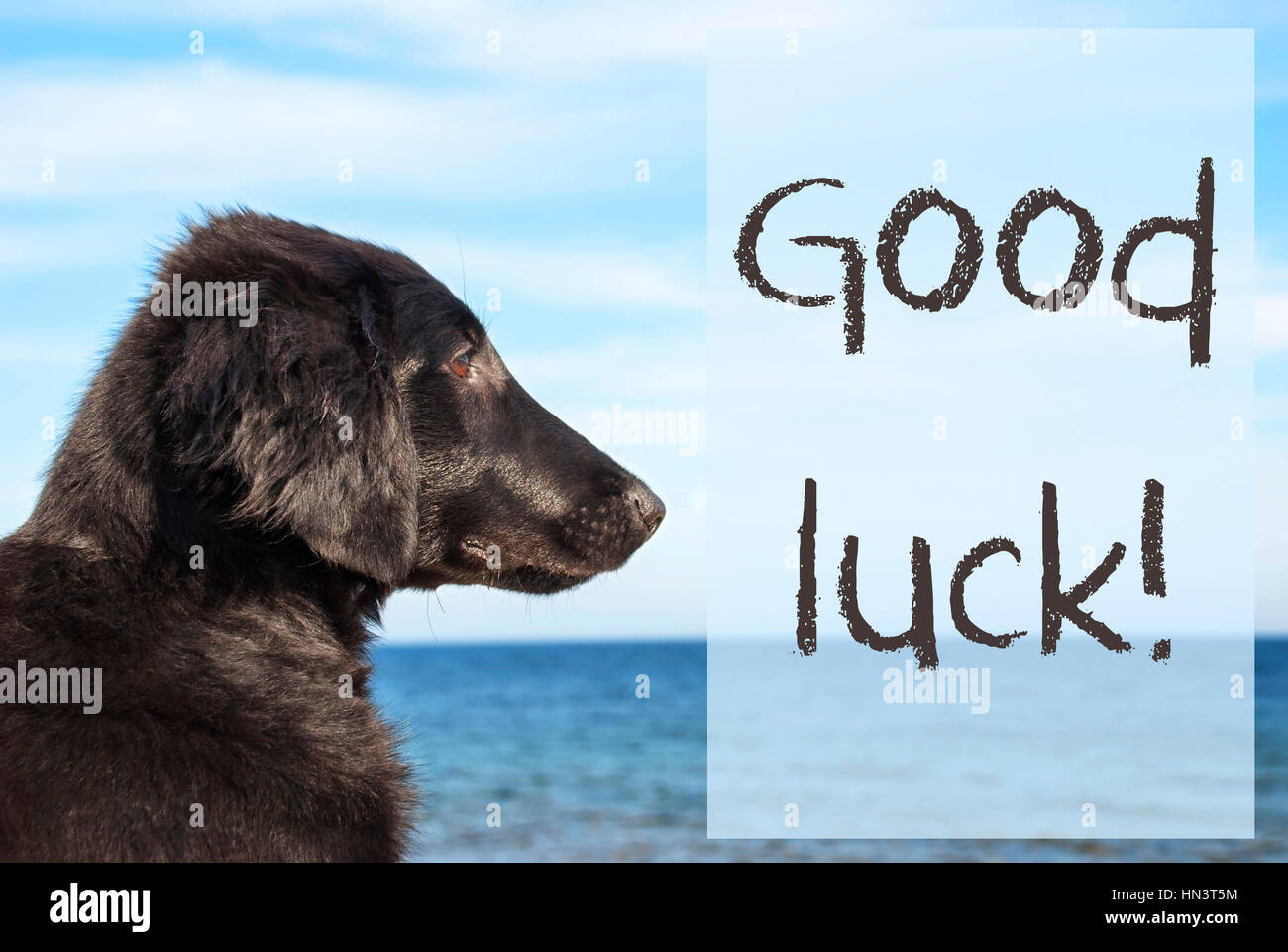 Good Luck Dog
