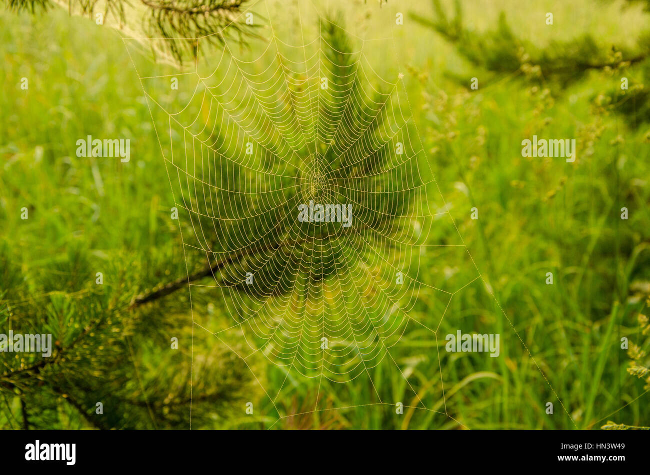 Wide Web plays in the wind. thick fog covered with thick coniferous ...