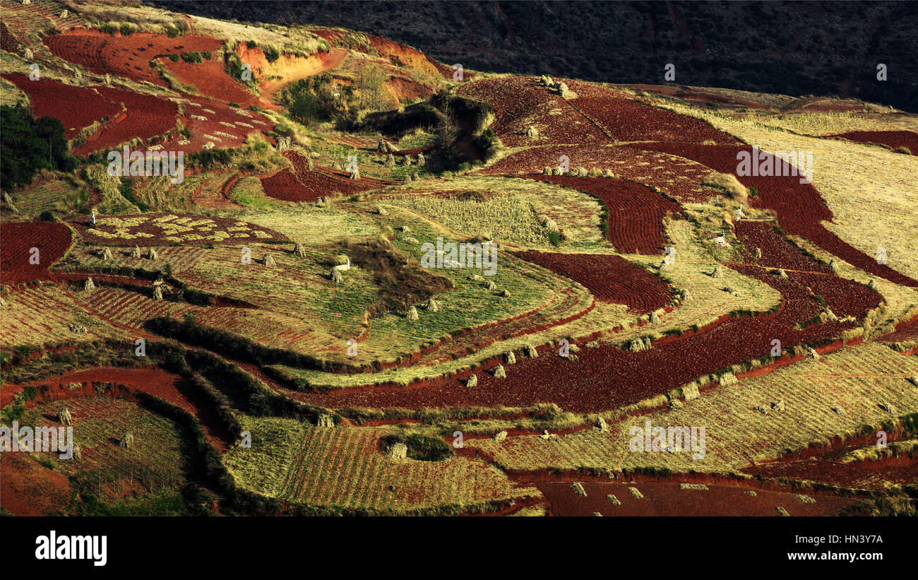 Kunming, Kunming, China. 31st Jan, 2017. Kunming, CHINA-January 31 2017 ...