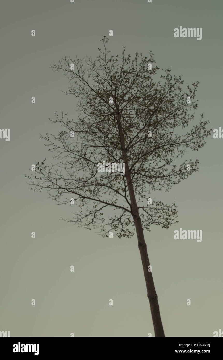 Xiaomeisha hi-res stock photography and images - Alamy