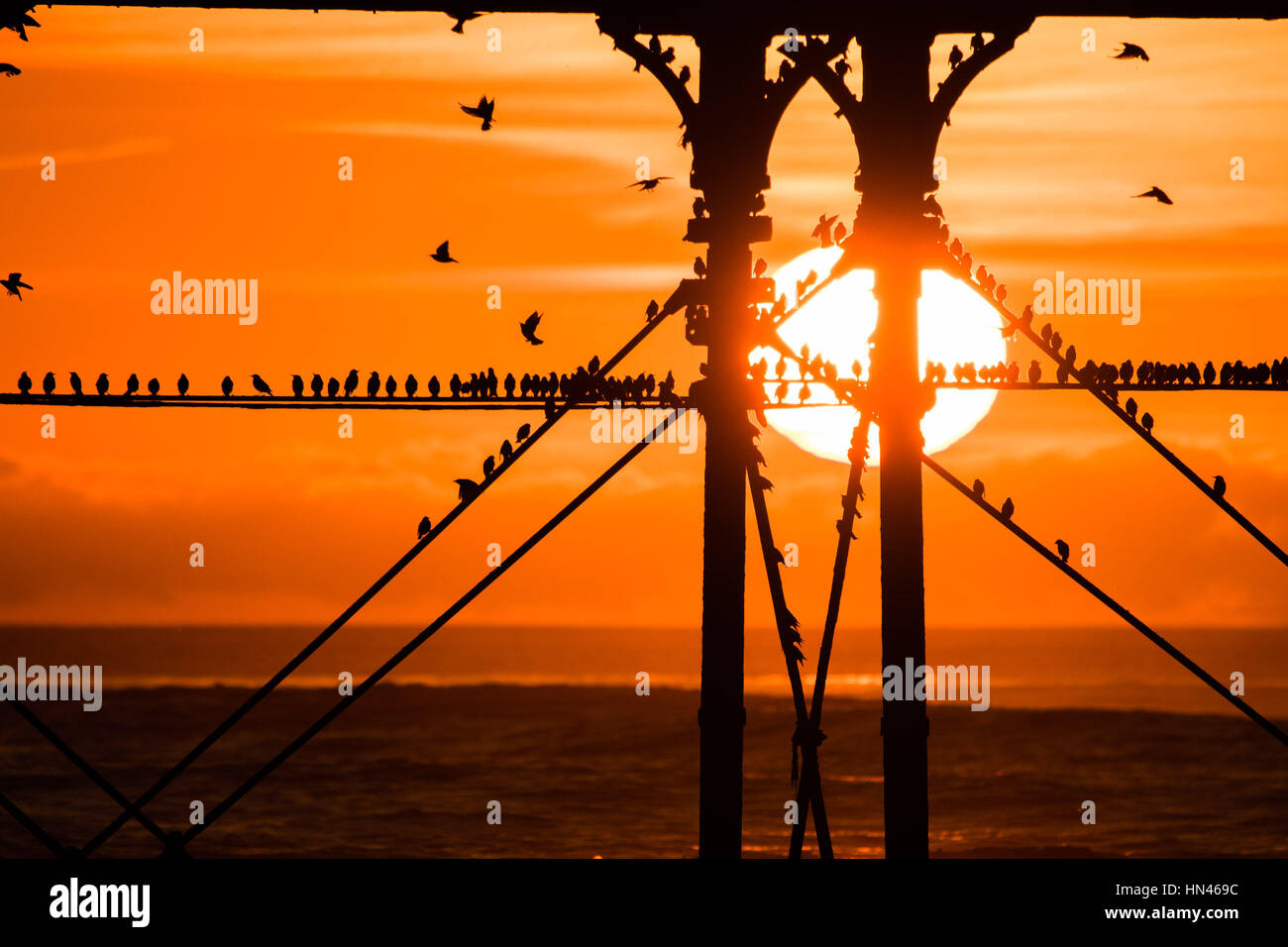 Keith morris starling hi-res stock photography and images - Alamy