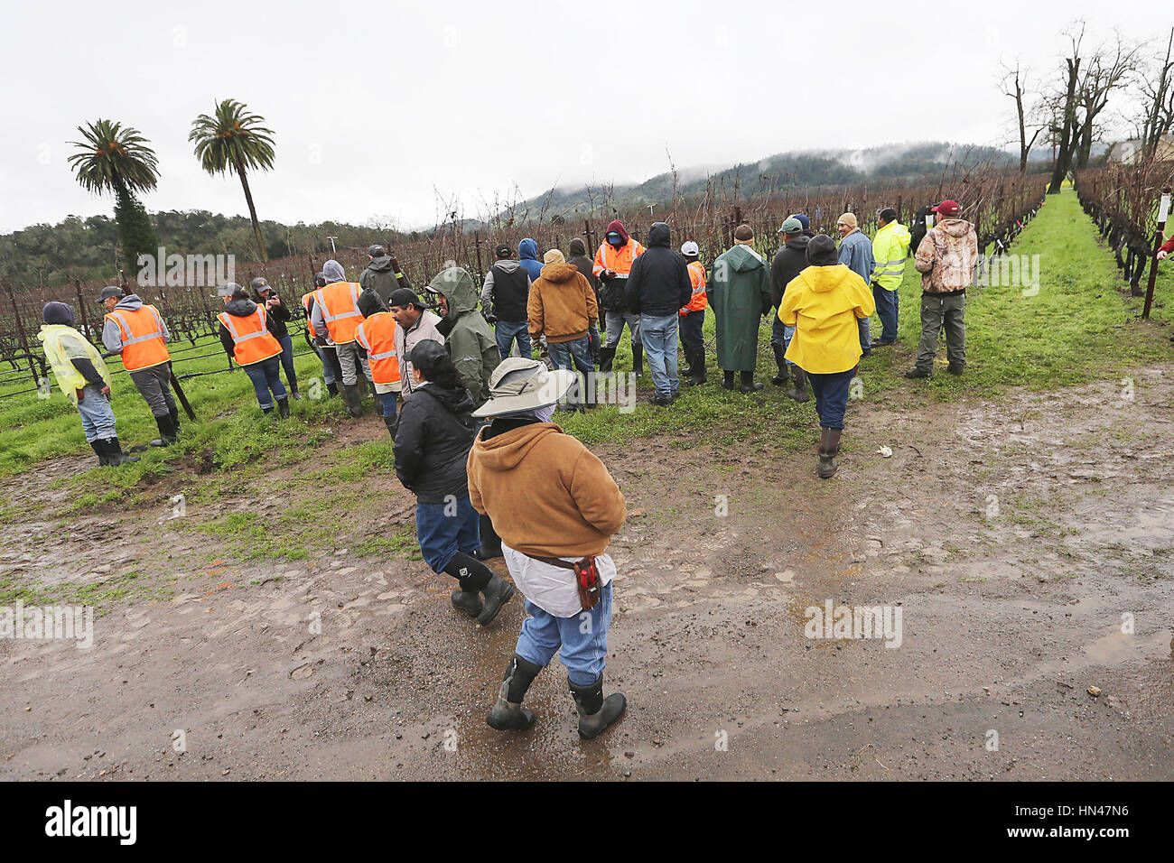 Napa, CA, USA. 8th Feb, 2017. The Napa Valley Grapegrowers held their ...
